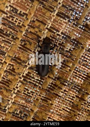 Stout's Hardwood Borer (Polycaon stoutii Stock Photo - Alamy