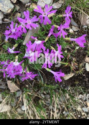 Fairy Primrose (Primula minima Stock Photo - Alamy
