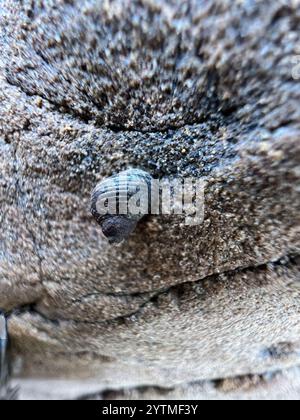 Brown Periwinkle (Austrolittorina cincta Stock Photo - Alamy