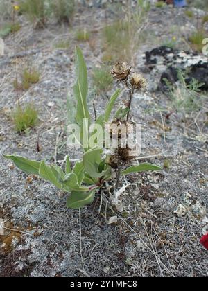 Large-flower Goldenweed (Pyrrocoma carthamoides Stock Photo - Alamy