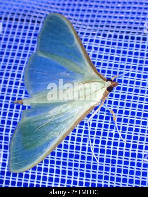 Jasmine Moth (Palpita vitrealis Stock Photo - Alamy