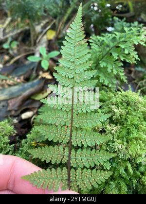 Sticky Pig Fern (Hypolepis rufobarbata Stock Photo - Alamy