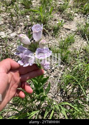 Cobaea Beardtongue, Penstemon cobaea Stock Photo - Alamy