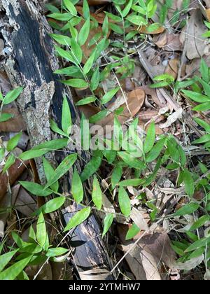 Basket Grass (Oplismenus hirtellus Stock Photo - Alamy
