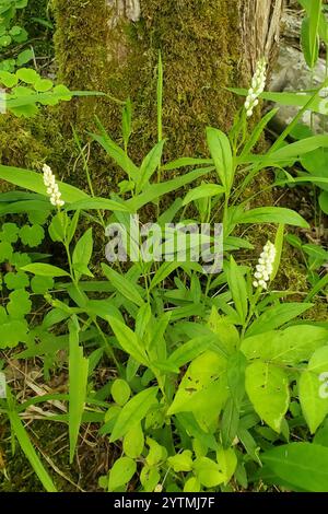 Seneca snakeroot (Senega officinalis Stock Photo - Alamy