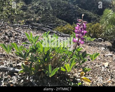 Santa Lucia Lupine (Lupinus cervinus Stock Photo - Alamy