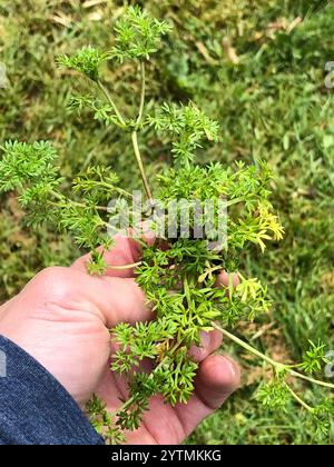 common soliva (Soliva sessilis Stock Photo - Alamy