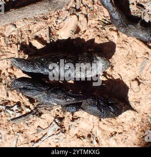 Cape Grey Mongoose (Herpestes pulverulentus), Mammalia, Cape Peninsula ...