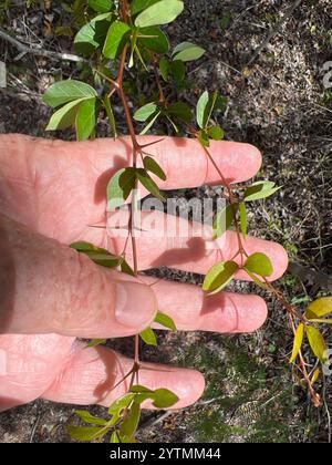 Catclaw Blackbead (Pithecellobium unguis-cati Stock Photo - Alamy