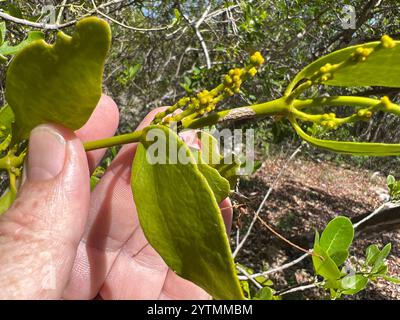 Mahogany Mistletoe (Phoradendron rubrum Stock Photo - Alamy