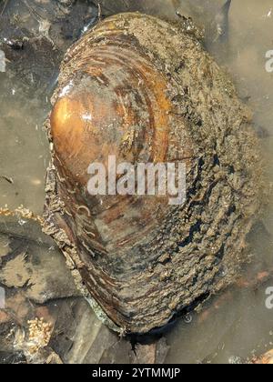 Chinese Pond Mussel (Sinanodonta woodiana), large freshwater mussel ...