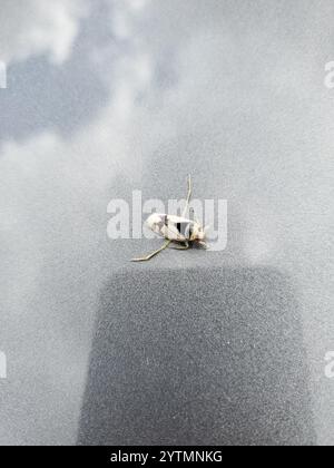 Grousewinged Backswimmer (Notonecta undulata Stock Photo - Alamy