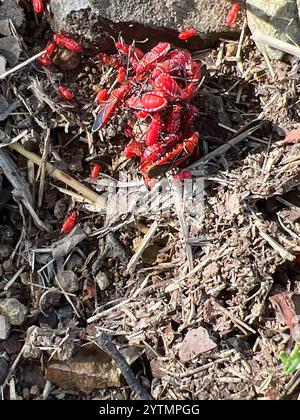 St. Andrew's Cotton Stainer (Dysdercus andreae), Insecta, Cayo ...
