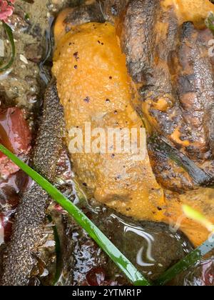 Monterey Dorid (Doris montereyensis Stock Photo - Alamy