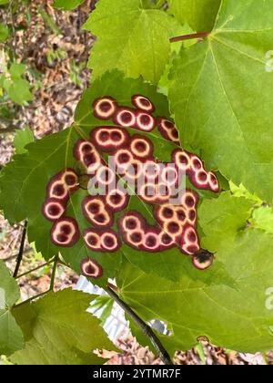 Ocellate Gall Midge (Acericecis ocellaris), Insecta, Steuben, ME, USA ...