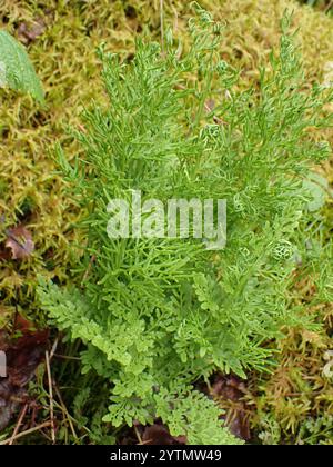 American parsley fern (Cryptogramma acrostichoides Stock Photo - Alamy