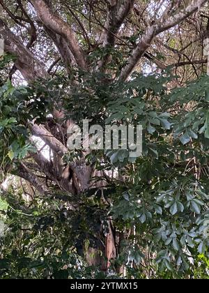 Natal forest cabbage tree (Cussonia sphaerocephala Stock Photo - Alamy