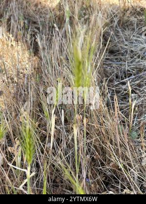 medusa head (Taeniatherum caput-medusae) Plantae Stock Photo - Alamy