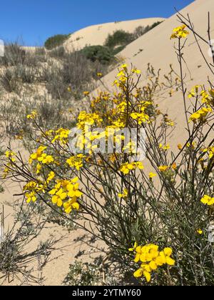 suffrutescent wallflower (Erysimum suffrutescens Stock Photo - Alamy