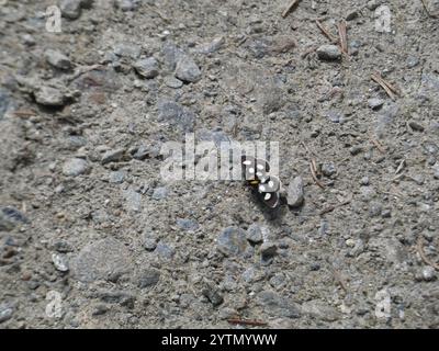 White-spotted Sable (Anania funebris Stock Photo - Alamy
