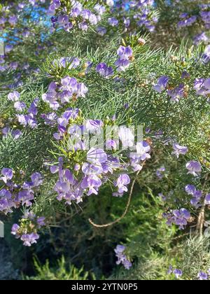 Tall Fountainbush (Psoralea affinis Stock Photo - Alamy