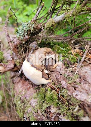 Ochre-banded Conk (Fomitopsis ochracea Stock Photo - Alamy