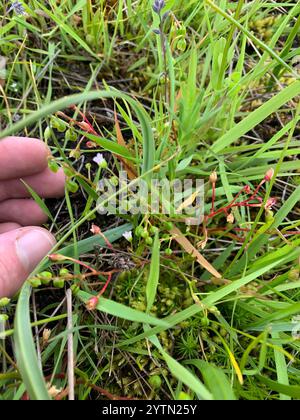 Narrow-leaved Montia (Montia linearis Stock Photo - Alamy