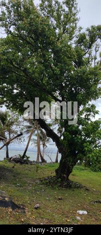 Lantern Tree (Hernandia nymphaeifolia Stock Photo - Alamy