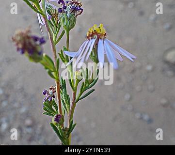 Fine Felicia (Felicia filifolia Stock Photo - Alamy