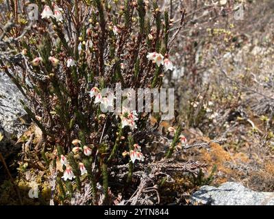 Himalayan heather (Cassiope fastigiata Stock Photo - Alamy