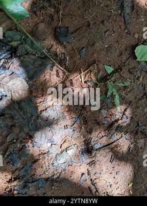 Matabele Ant (Megaponera analis Stock Photo - Alamy