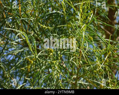 camel poison (Codonocarpus pyramidalis Stock Photo - Alamy