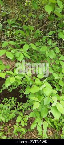 hydrangea family (Hydrangeaceae Stock Photo - Alamy