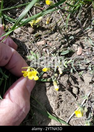 Great Plains Bladderpod (Physaria arenosa Stock Photo - Alamy