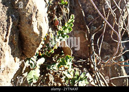 False Resurrection Fern (Asplenium capense Stock Photo - Alamy