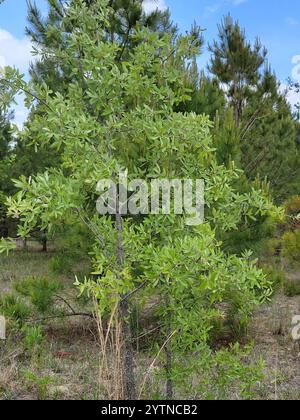 bluejack oak (Quercus incana Stock Photo - Alamy