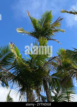 sierra palm (Prestoea acuminata montana Stock Photo - Alamy