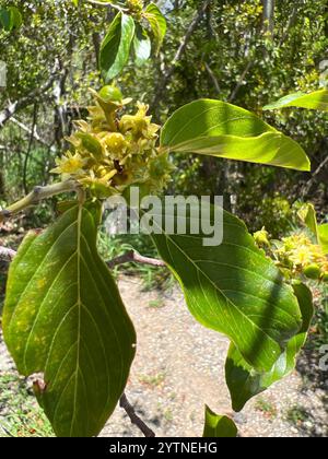 Coffee Colubrina (Colubrina arborescens Stock Photo - Alamy