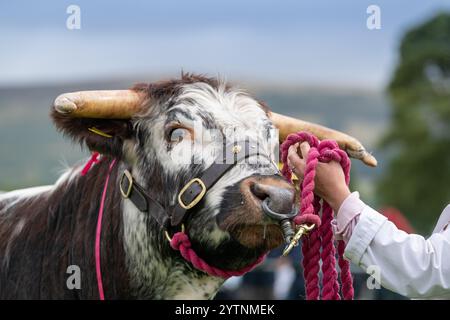 Showing beef cattle at the Hope Show in Derbyshire, 2024 Stock Photo ...