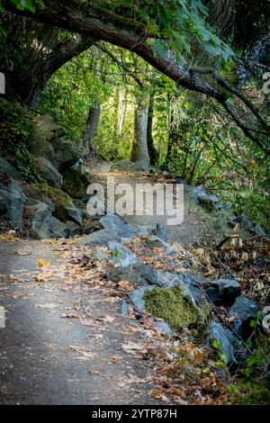 Tree Canopy over a well worn path Stock Photo - Alamy