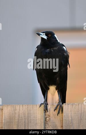 Portrait of an Australian magpie atop a wooden fence post, with its ...