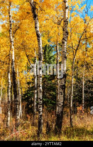 Many white birch trees and brown pine trees in a black swampy peat bog ...