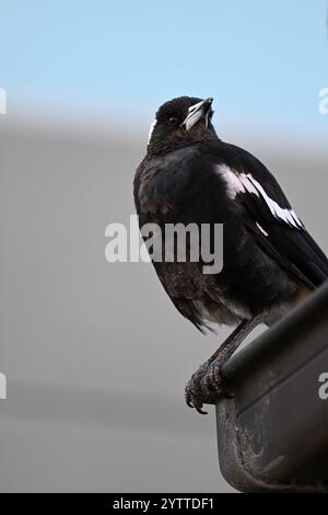 A Magpie bird perched on a metal wire Stock Photo - Alamy