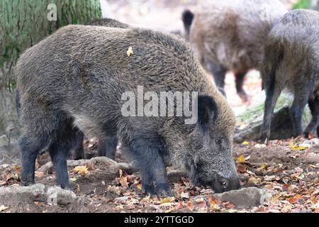 Wildschwein in freier Natur im Herbst Wildschwein in freier Natur ...