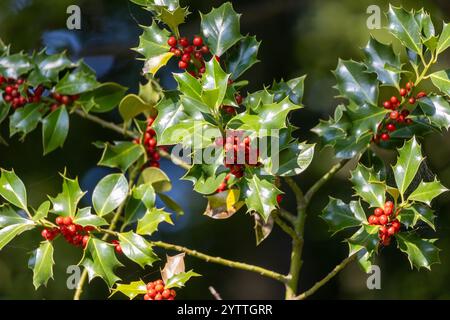Holly tree branch (German European Holly) with red berries, background ...