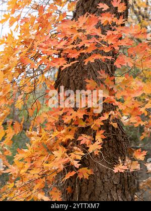 Uvalde maple tree with orange autumn leaves photographed from below ...