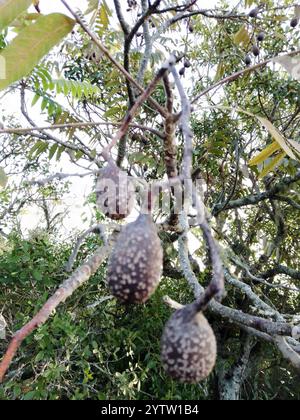 Brazilian Cedarwood (Cedrela fissilis Stock Photo - Alamy