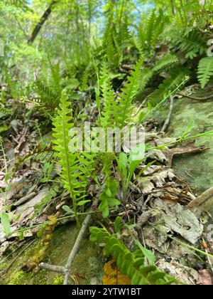 rock polypody (Polypodium virginianum Stock Photo - Alamy
