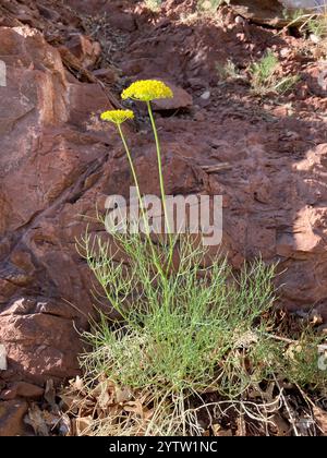 Trans-Pecos Indian Parsley (Cymopterus filifolius Stock Photo - Alamy