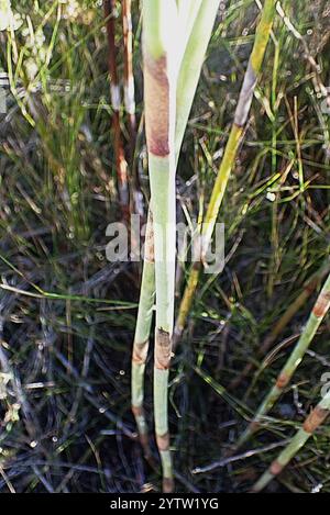 Branch Broomreed (Cannomois virgata Stock Photo - Alamy